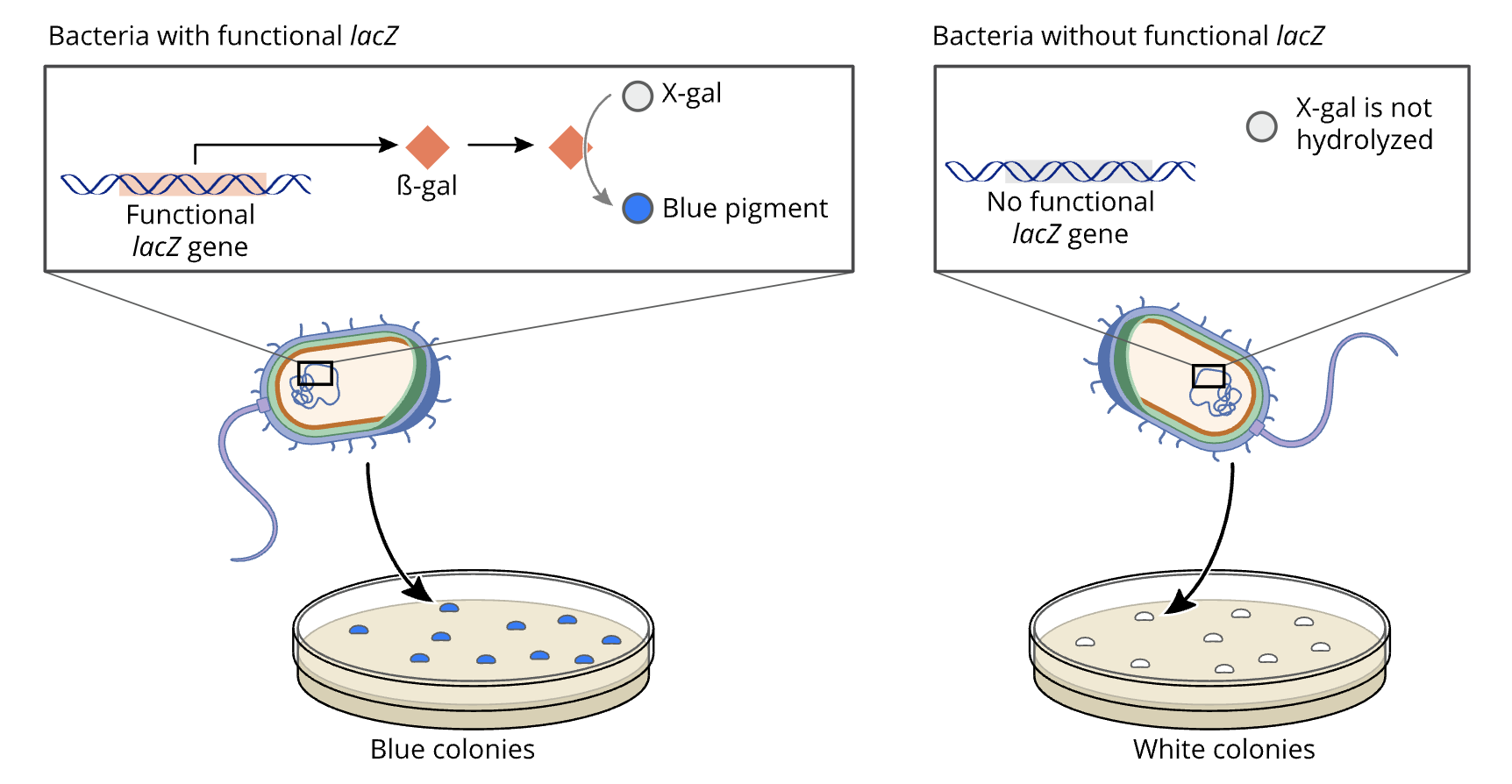 New for Biology Educators: Take a look inside the CRISPR Lab ...